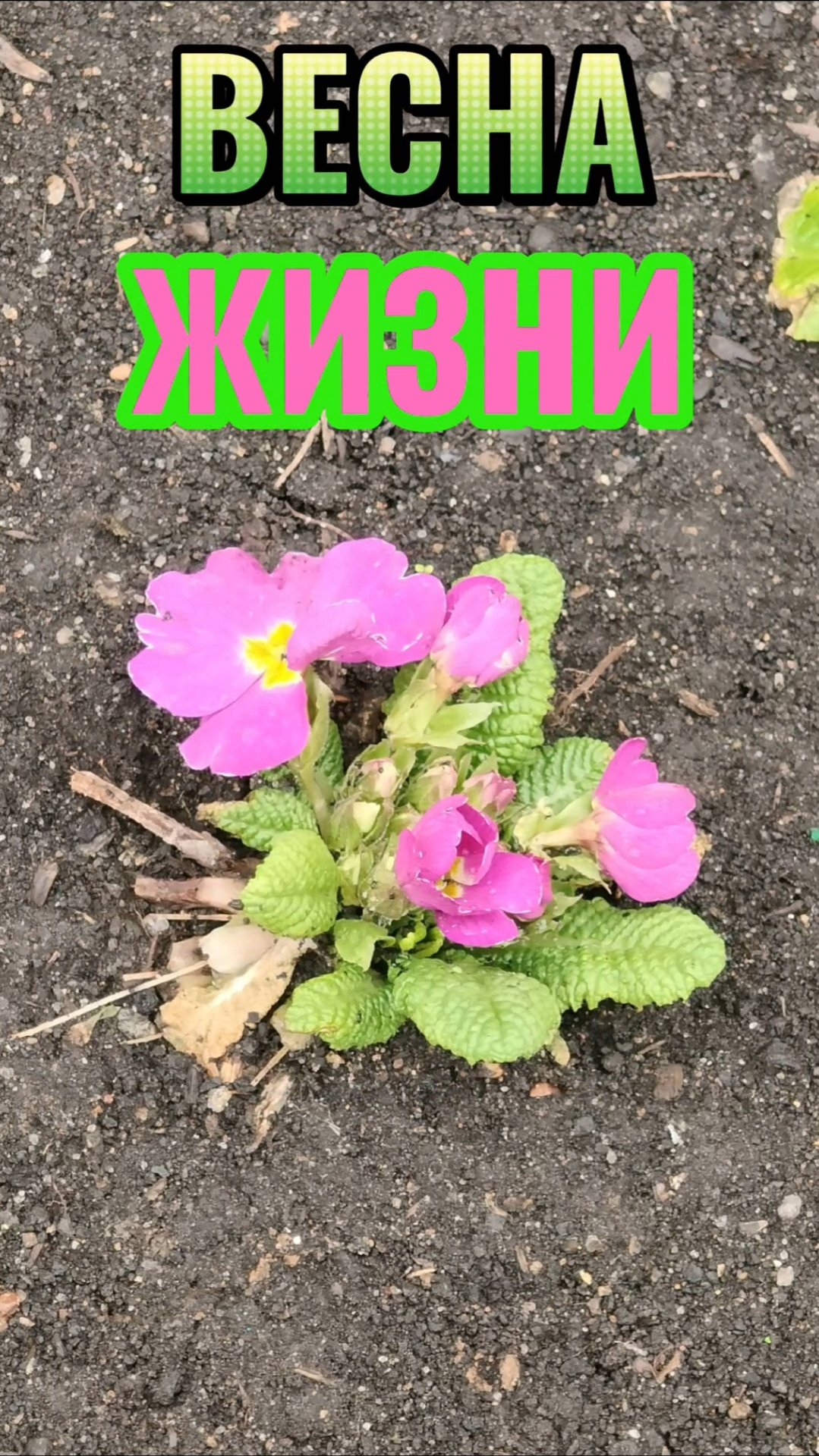 ВЕСНА ЖИЗНИ.