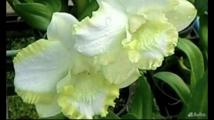 Часть 2. Реанимация фласочного дендробиума ОТ-321 White doramon