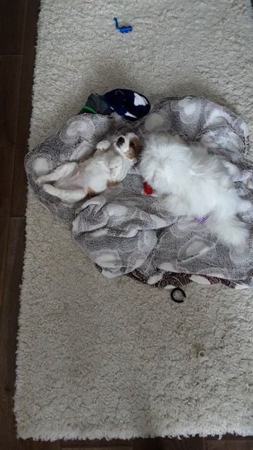 моя шпана🐕