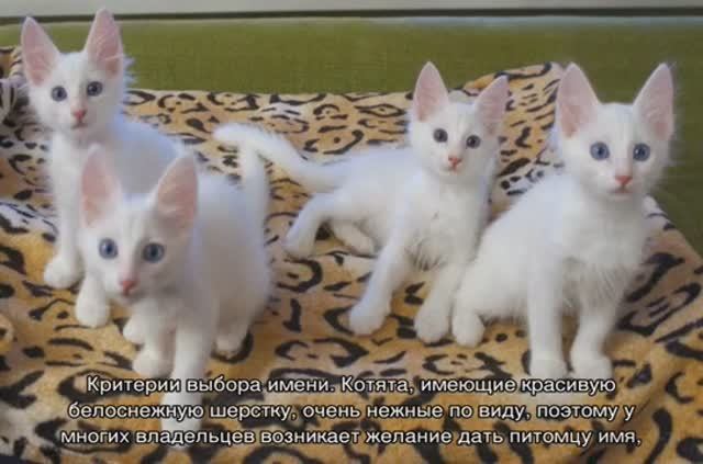 Как назвать белого кота - обзор