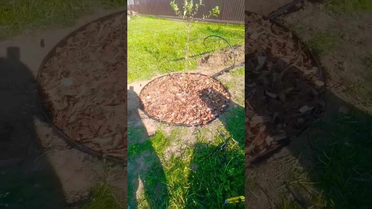 Оформление приствольного круга.