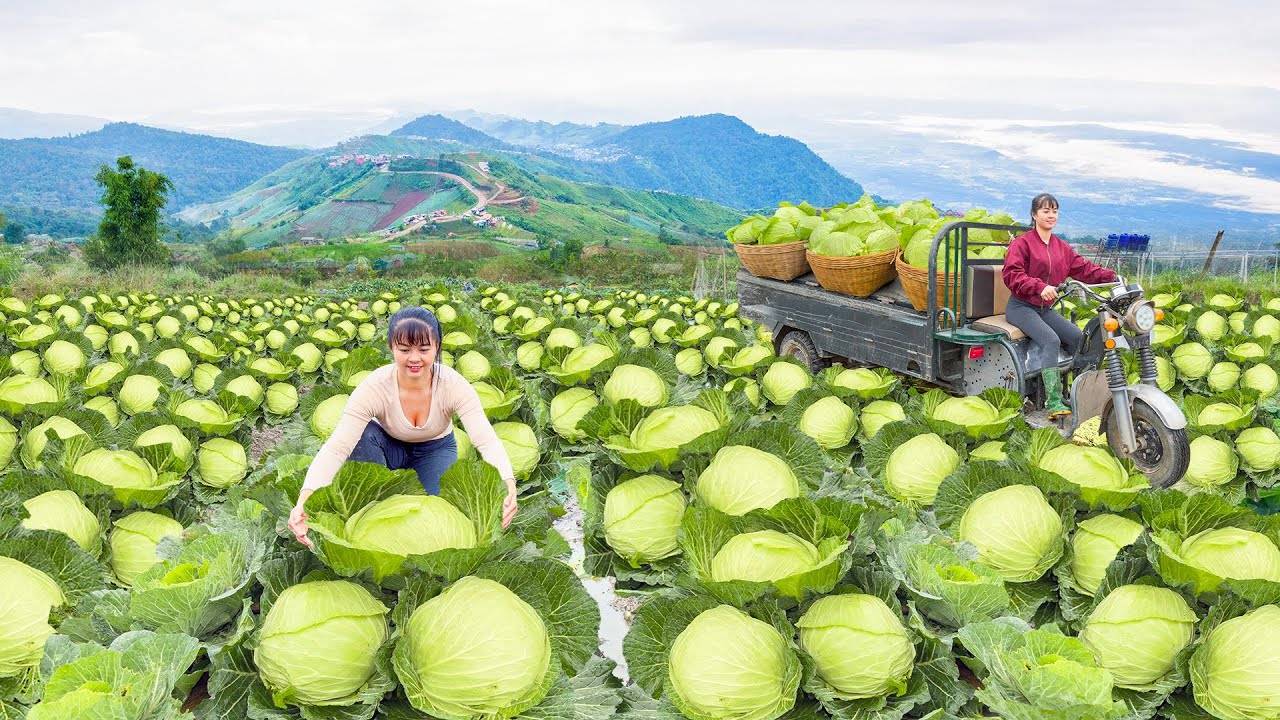 Неугомонная Вьетнамка, сбор урожая капусты, продажа на сельском рынке.