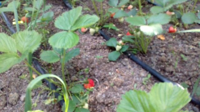 Kлубника плохо растет!!!