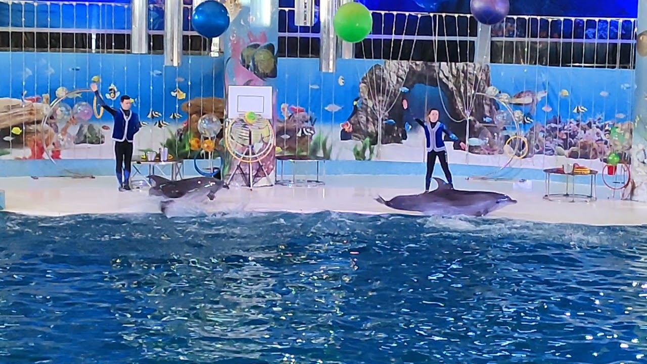 040122 Евпаторийский дельфинарий  Холодное сердце