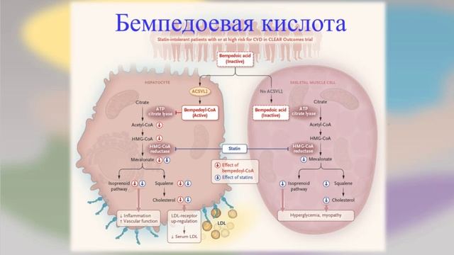 Как предолеть перфекционизм в назначении гиполипидемической терапии. 2025г  Кошкина Е.В.