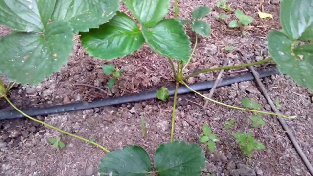 Оставлять усы на клубнике или нет?