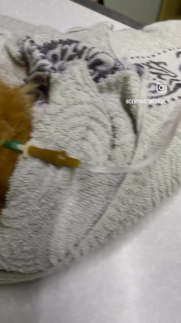 Будни ветклиники