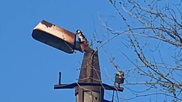 Дятел долбит железный столб