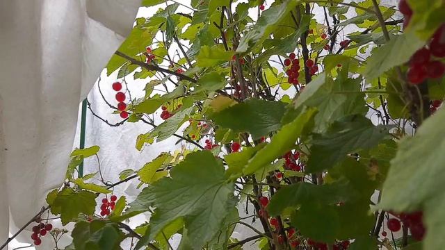 Тоже вредитель смородины.