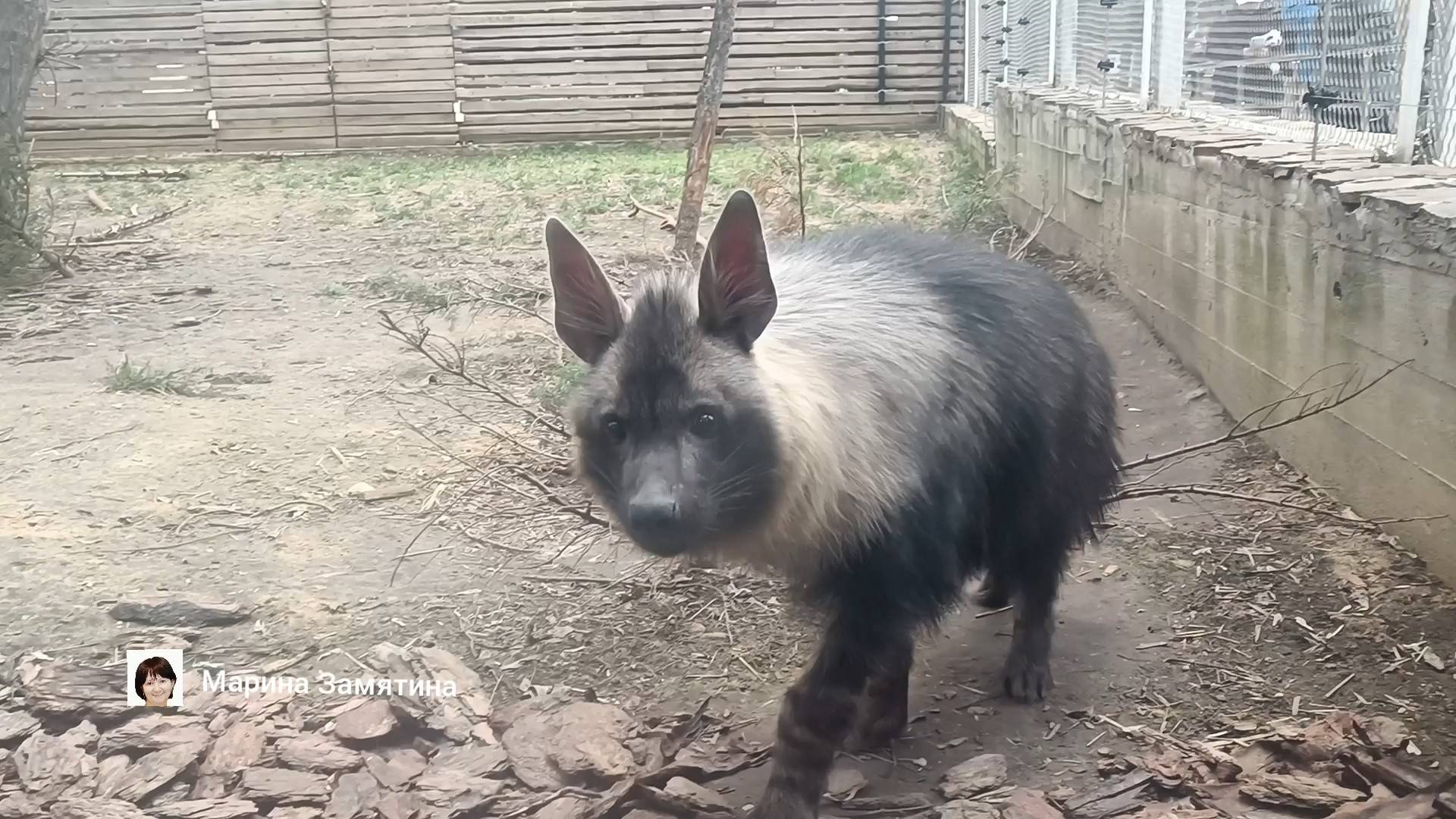 В Московском зоопарке в апреле 2025 года.