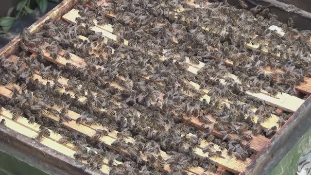 Обработка от клеща 16.04.25. (сюжет 12)