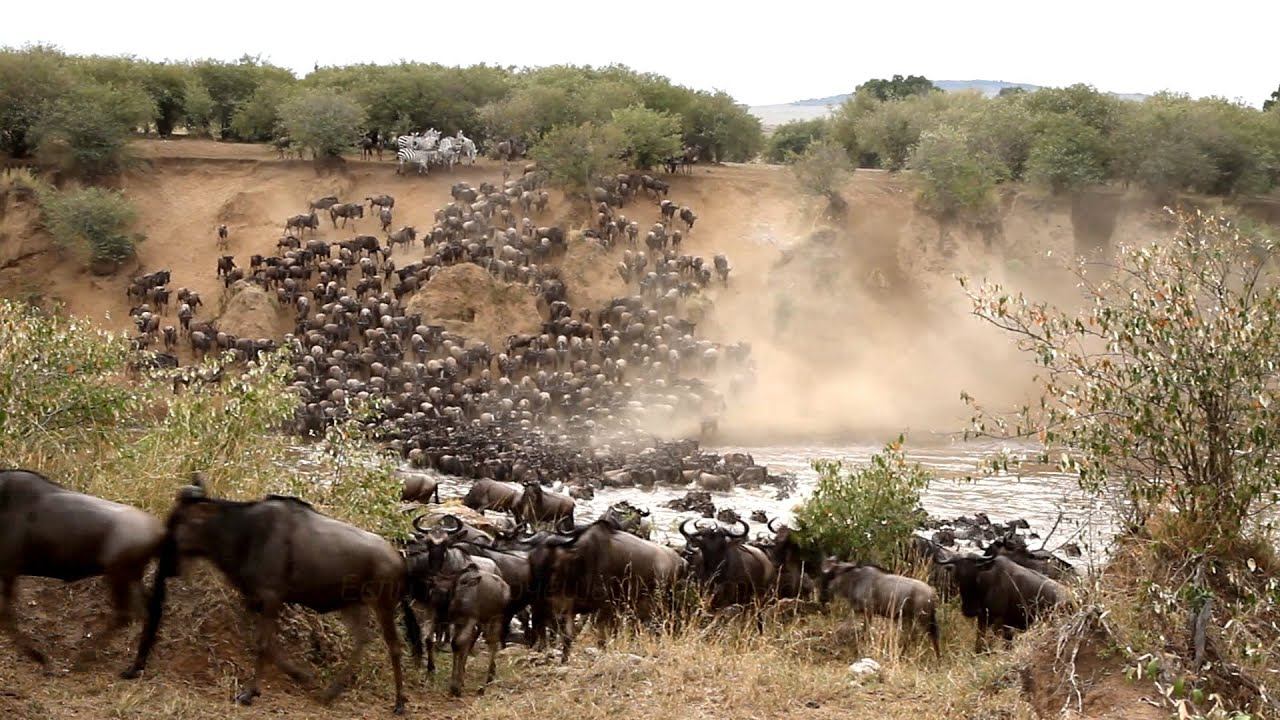 Африка 2011. Охота за охотниками. ФотоСафари в Кении. Сибиряки фотографируют. Видеоролик.