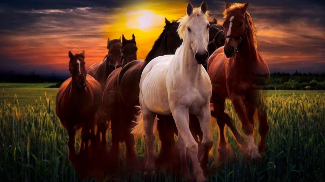 Афанасий Фет "Летний вечер тих и ясен..." Читает Павел Морозов