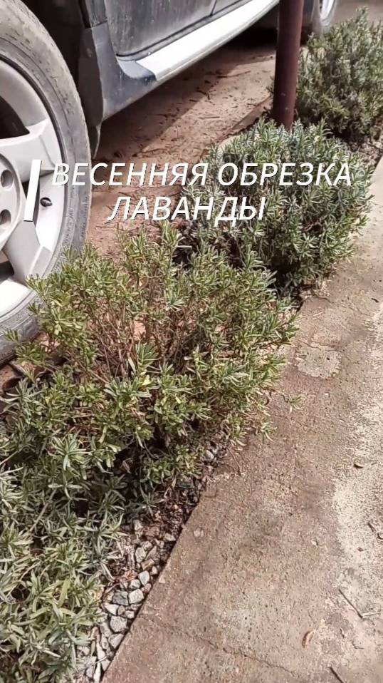 Весенняя обрезка и подкормка лаванды.