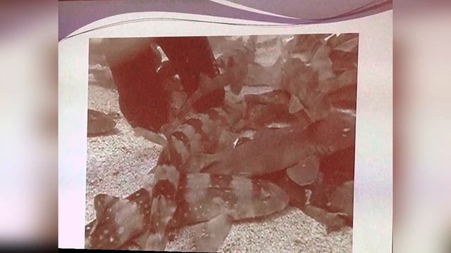 Close Encountersof the "Toothy" Kind
Jessica Miller