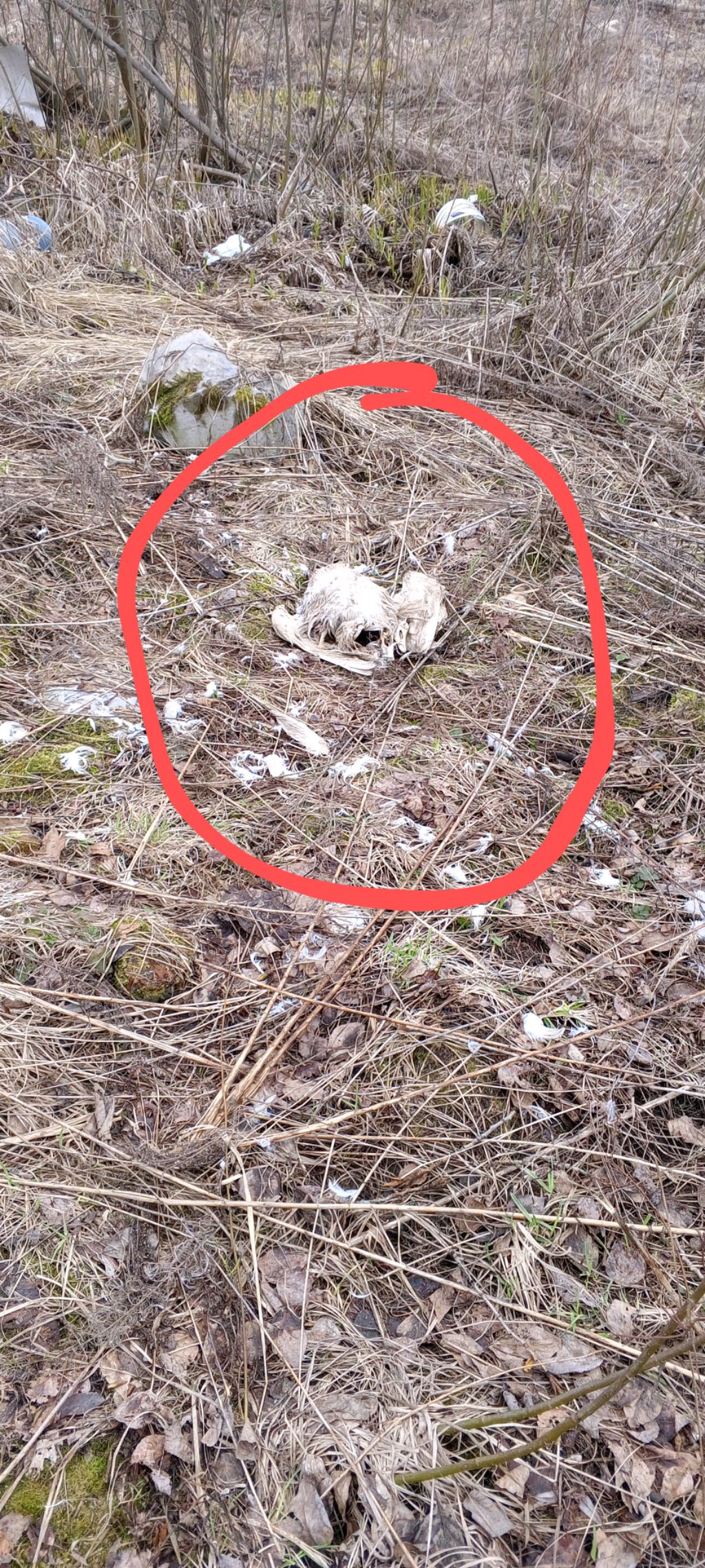 что мы делаем без камеры