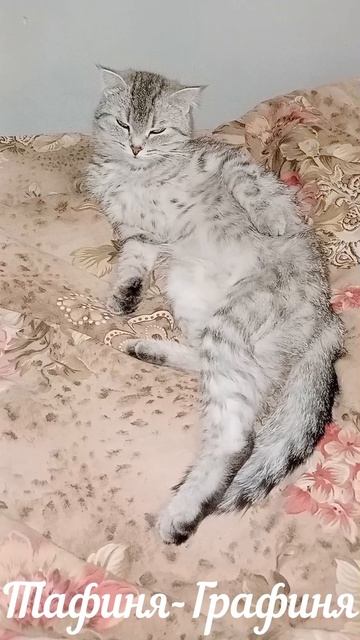 😻Как я люблю.......😂