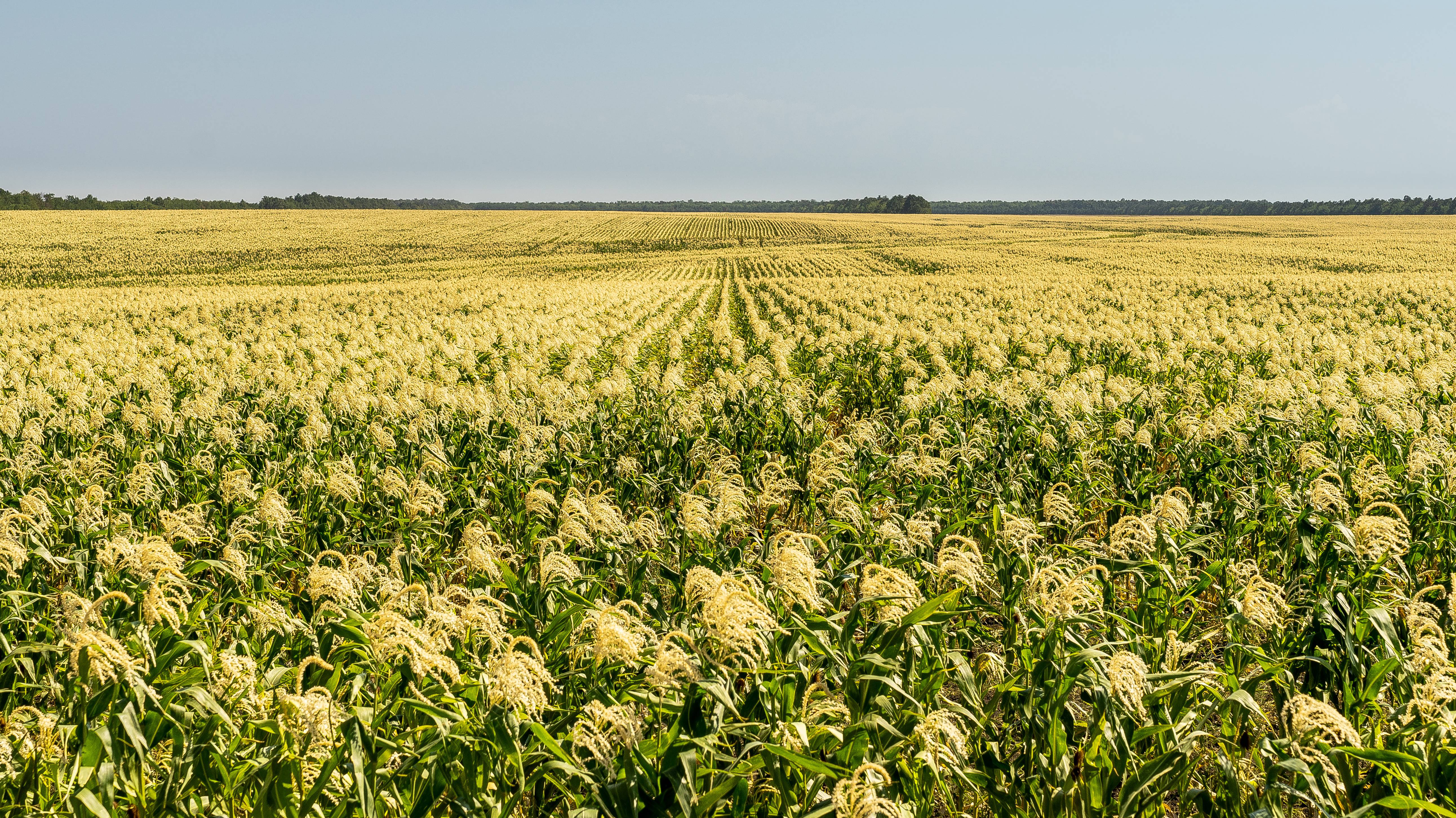 КукуЦаПоль - Начало. )))