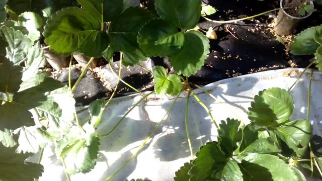 Как быстро постелить агроспан под клубнику!!!