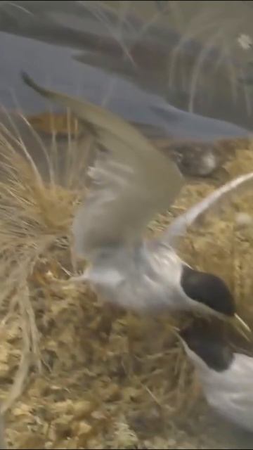 Дарвиновский музей, 1 часть (Москва, Россия) / Клуб путешественников 2019 год