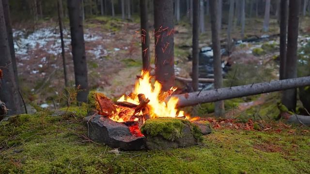 📺 Уютный лесной костер и естественная релаксация 🌲Успокаивающие звуки