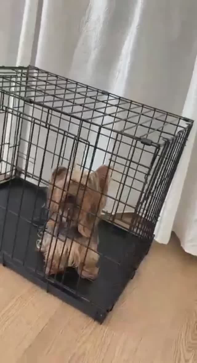 Клетка для собак двухдверная