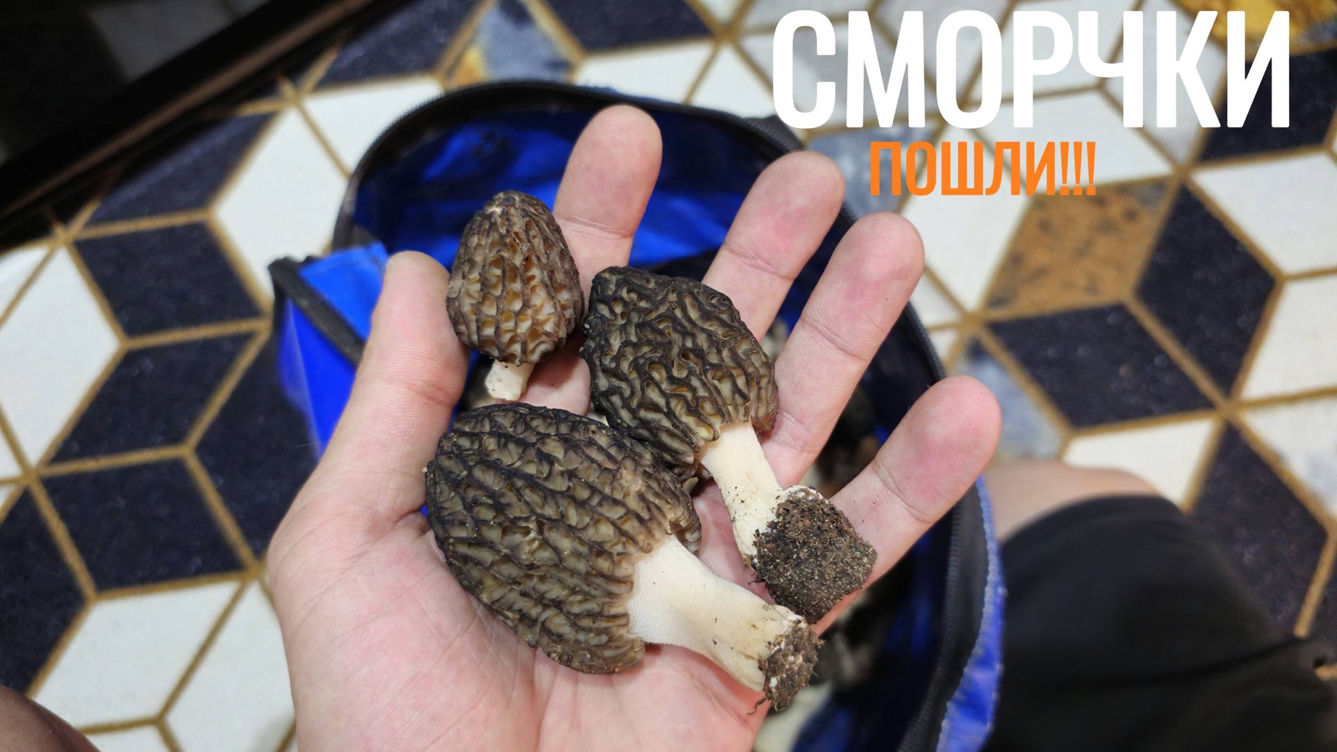 ГРИБЫ СМОРЧКИ ПОШЛИ!!!