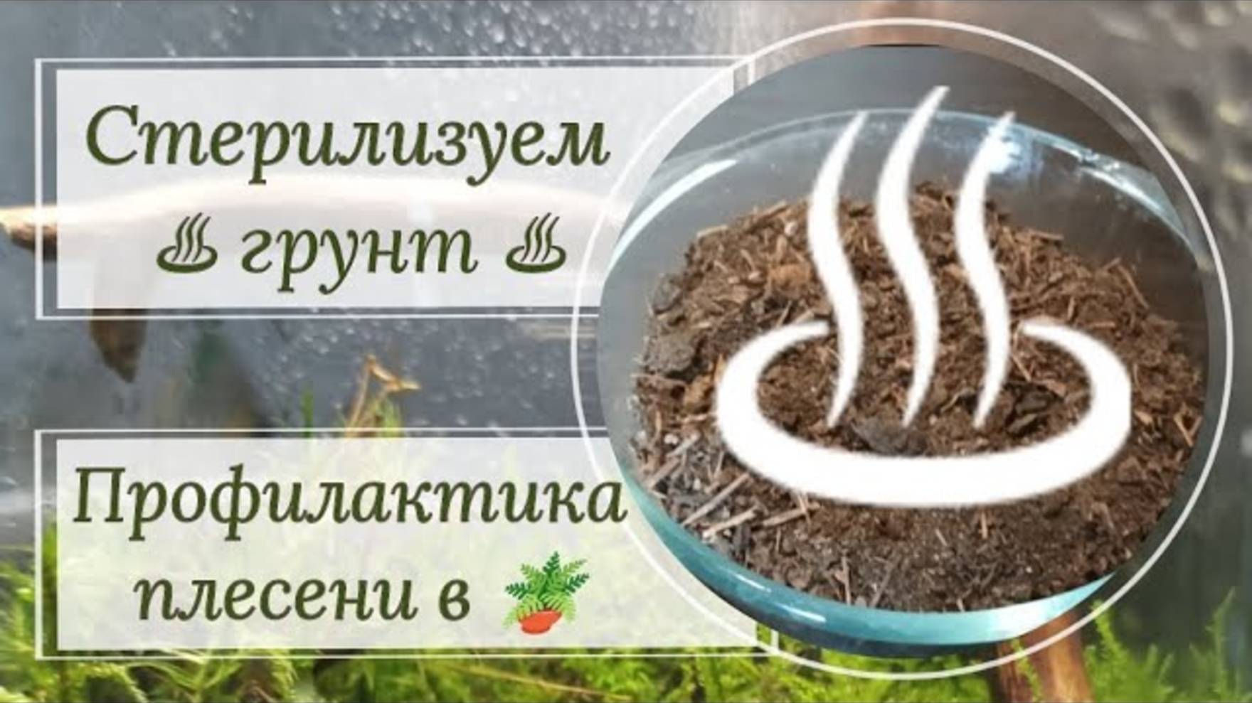 Стерилизуем грунт. Актуально для земельных и торфяных субстратов. Профилактика плесени в горшке 🪴.