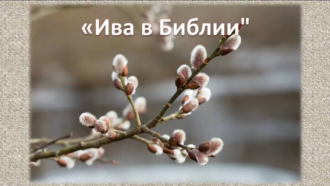 Интересный факт: «Ива в Библии»