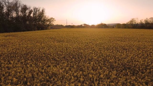 Свободные полеты. Рапсовое поле. DJI Mini 3 Pro