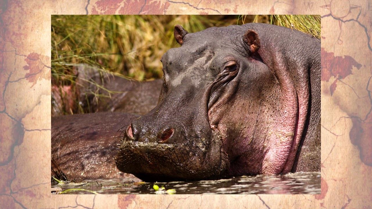 Наши путешествия в Африку в 21 веке. Кения 2008г. Фотографы в лучших парках Кении. Фотоальбом.