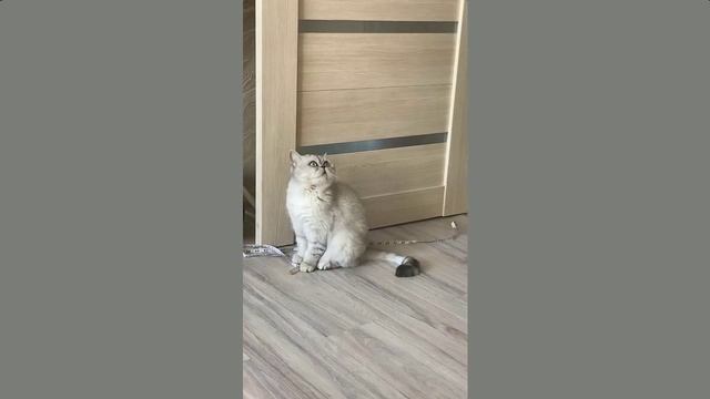 Чем же заняться Алисе