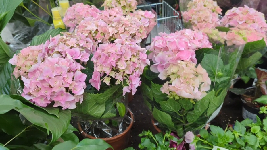 Лемана Про ..Орхидеи и другие цветы.