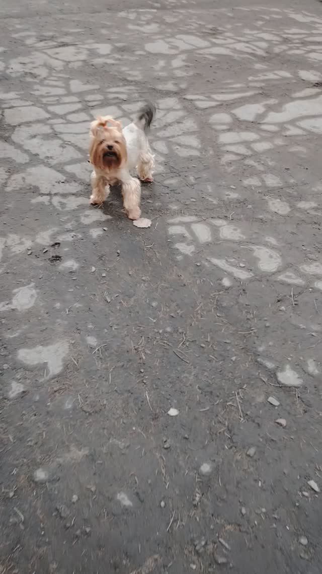 Волкодав Ashly на службе ГТРК ©20250416