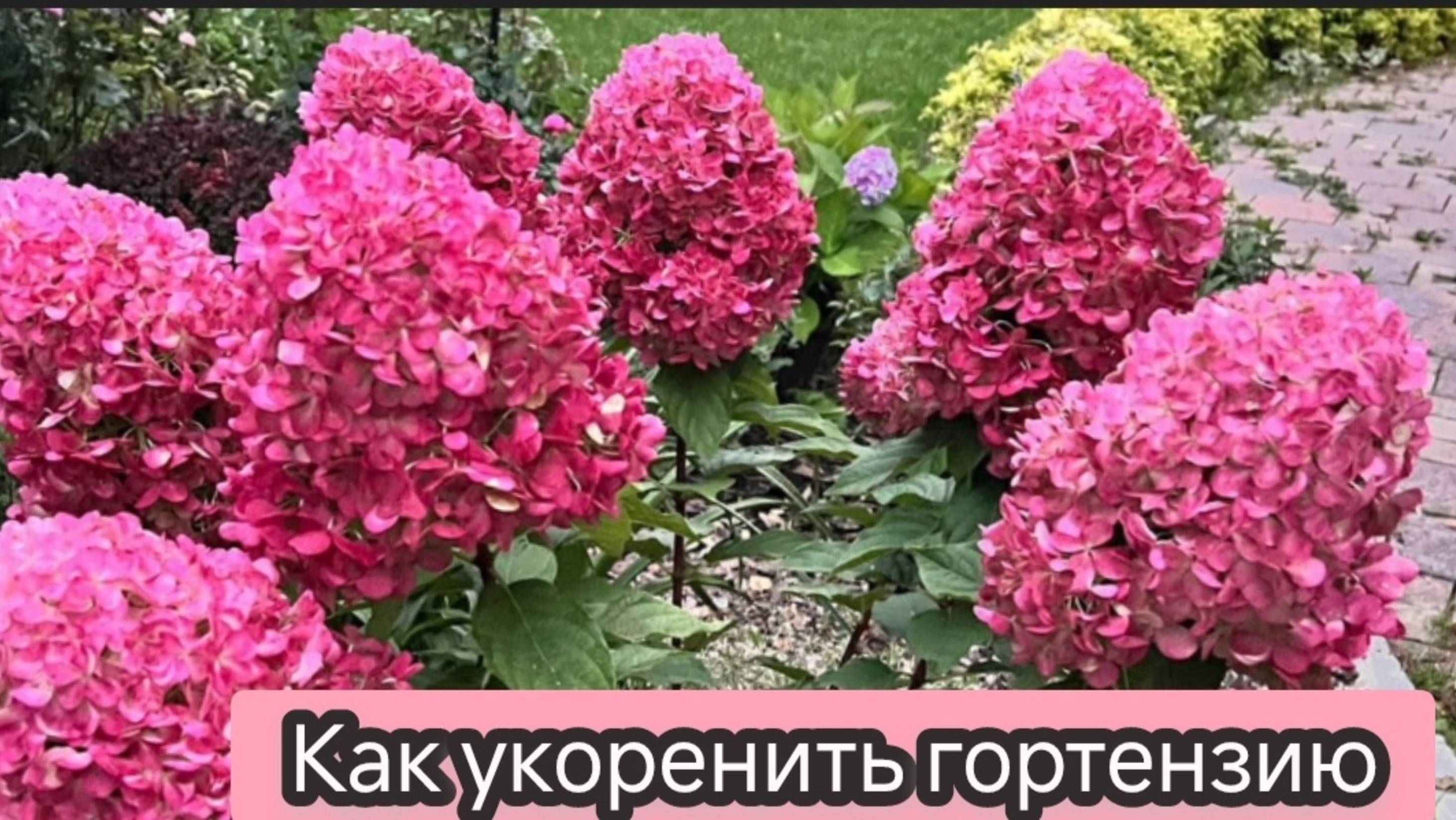 Как укоренить метельчатую гортензию Мой опыт