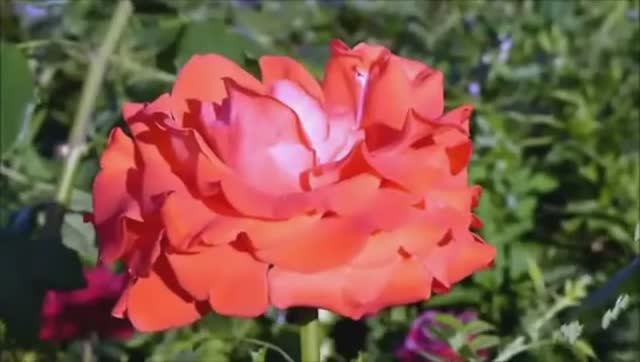 Песня клип "Продавцы цветов"