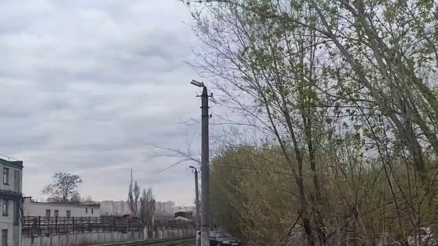 Дятел 2й день долбит один и тот же металлический столб