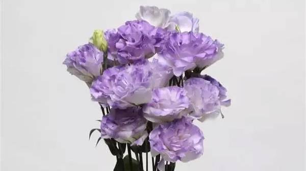 Посеяла эустому (лизиантус) и лаванду в апреле. Часть 1.