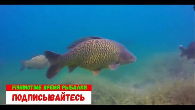 Карп – пожалуй, самая желанная рыба для многих рыболовов.