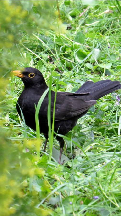 Дрозды. Самка и самец.