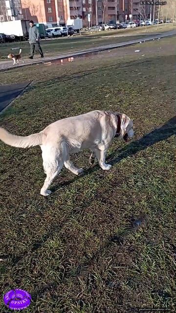 Солнечно по летнему