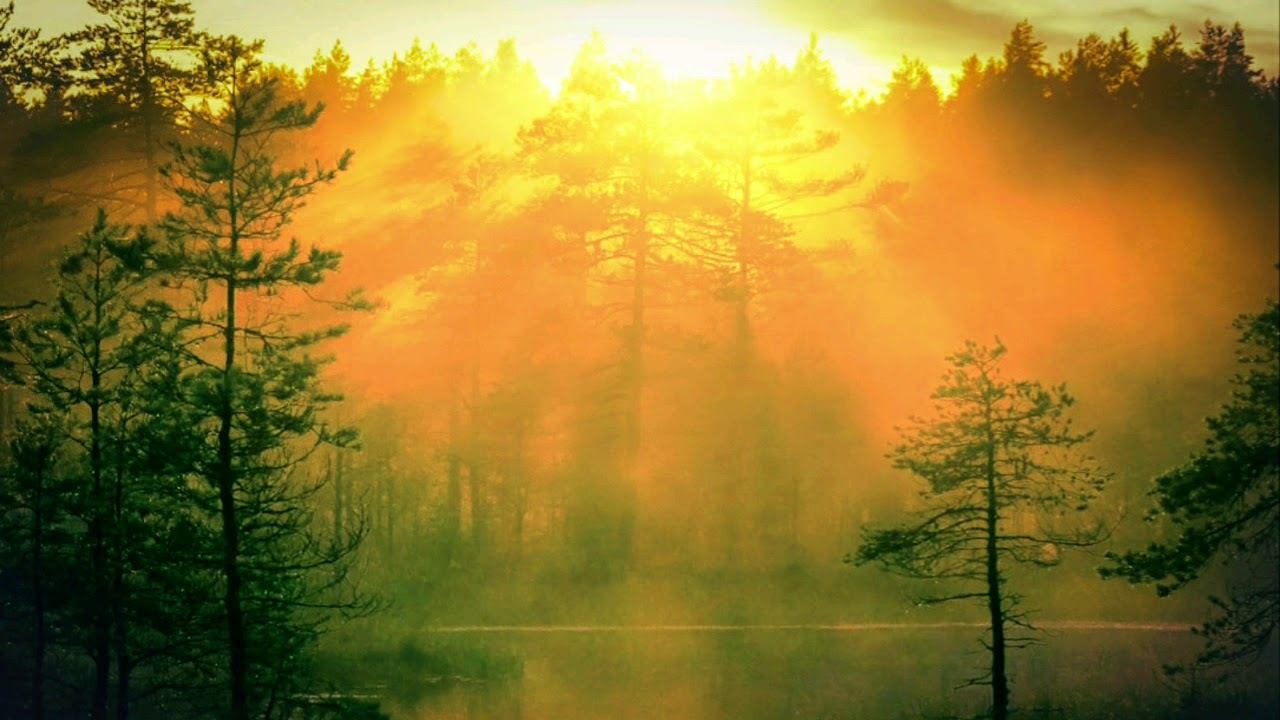 Иван Бунин "На севере есть розовые мхи..." Читает Павел Морозов