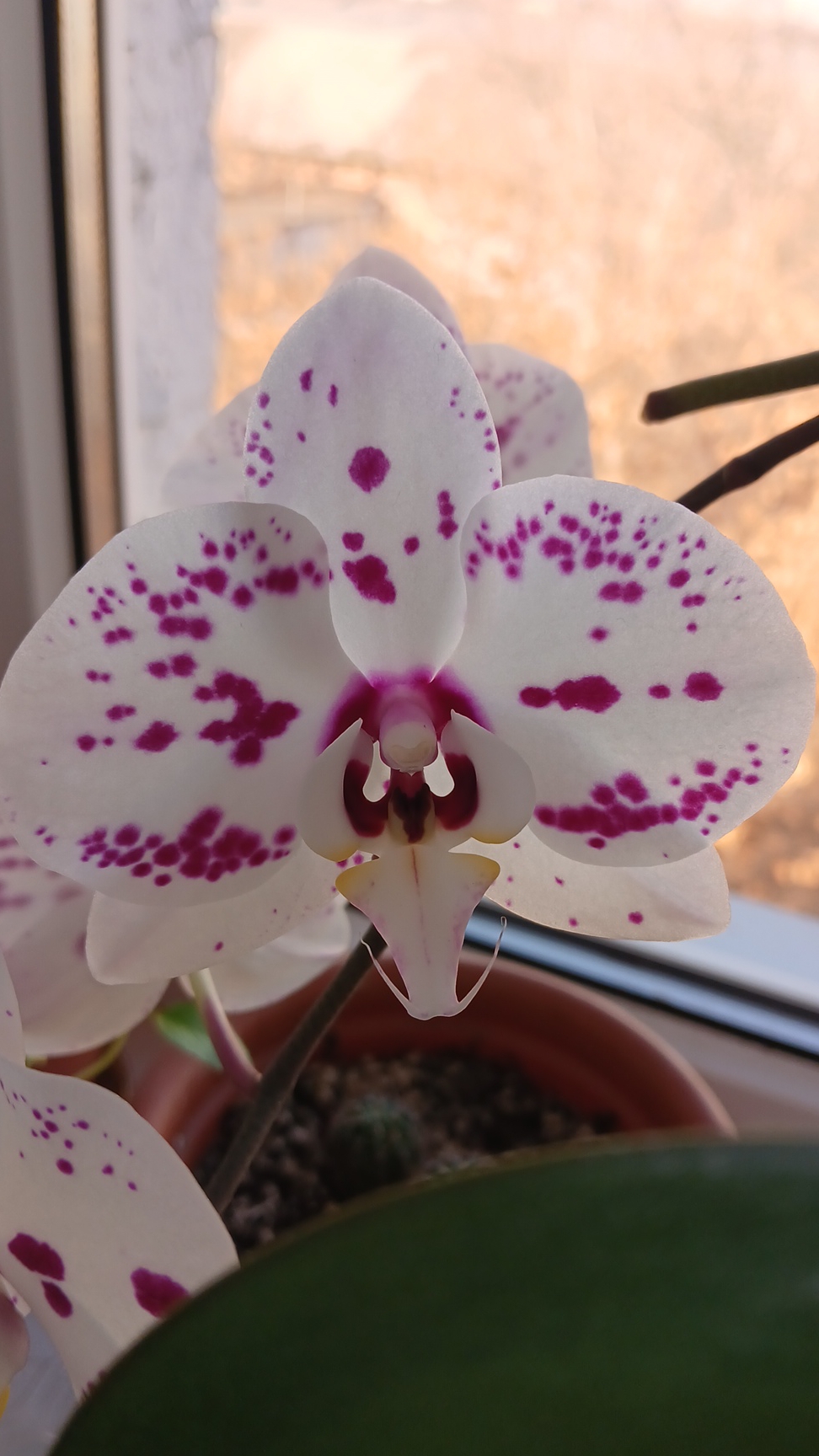 Орхидея и ее интересная мордочка 💖👍#цветы #орхидея