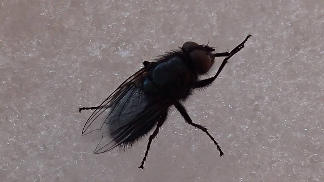 2025.04.16. Норильск. Нашествие мух на снегу!!!