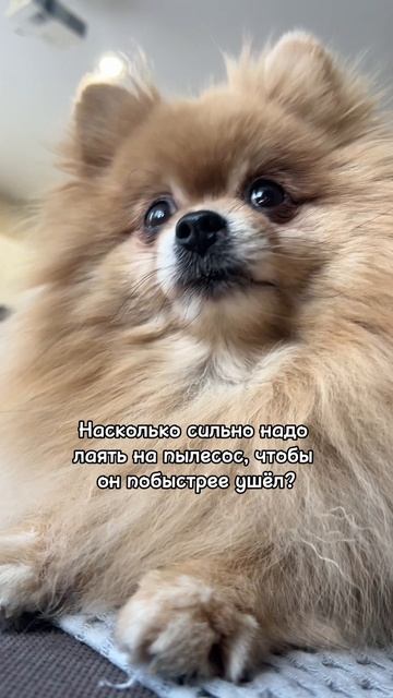 Как убедительно залаять пылесос?