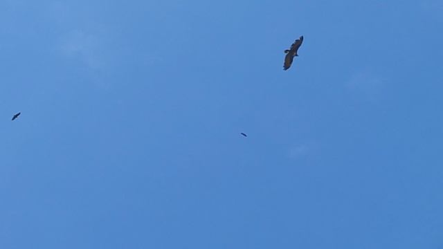 Стервятники 09.04.2025