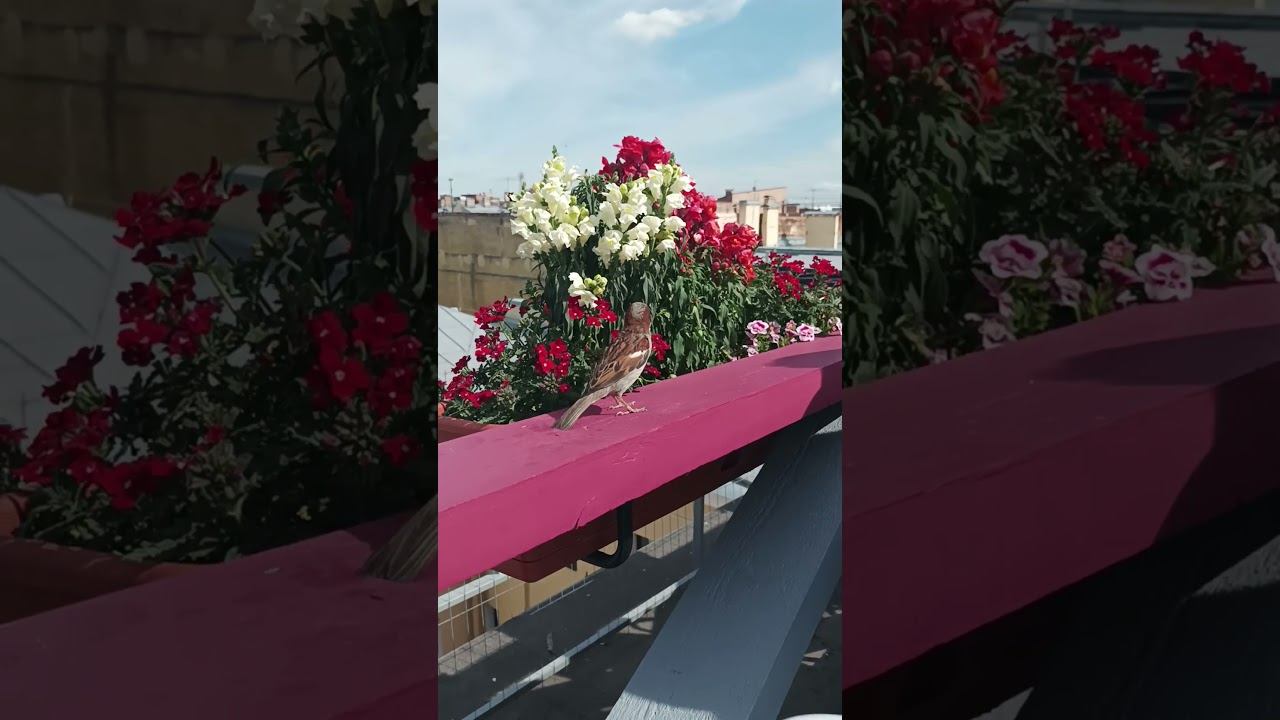 Петербург, детали