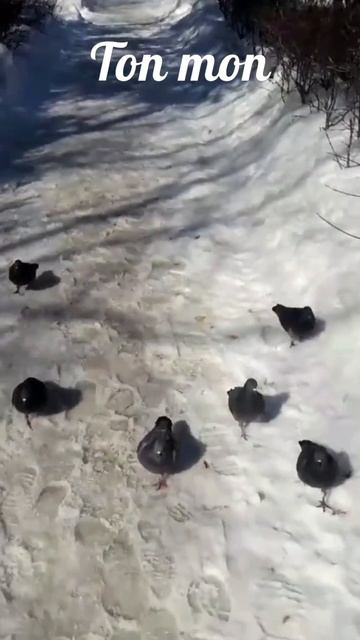 Голуби идут топ топ. #shorts #голуби #птицы