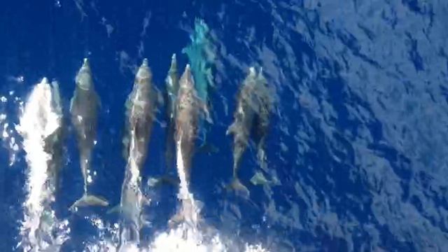 Карибское море. 2015 год. Практика. 3 курс. Съемки с судна. "Джоин Фрост".. Дельфины