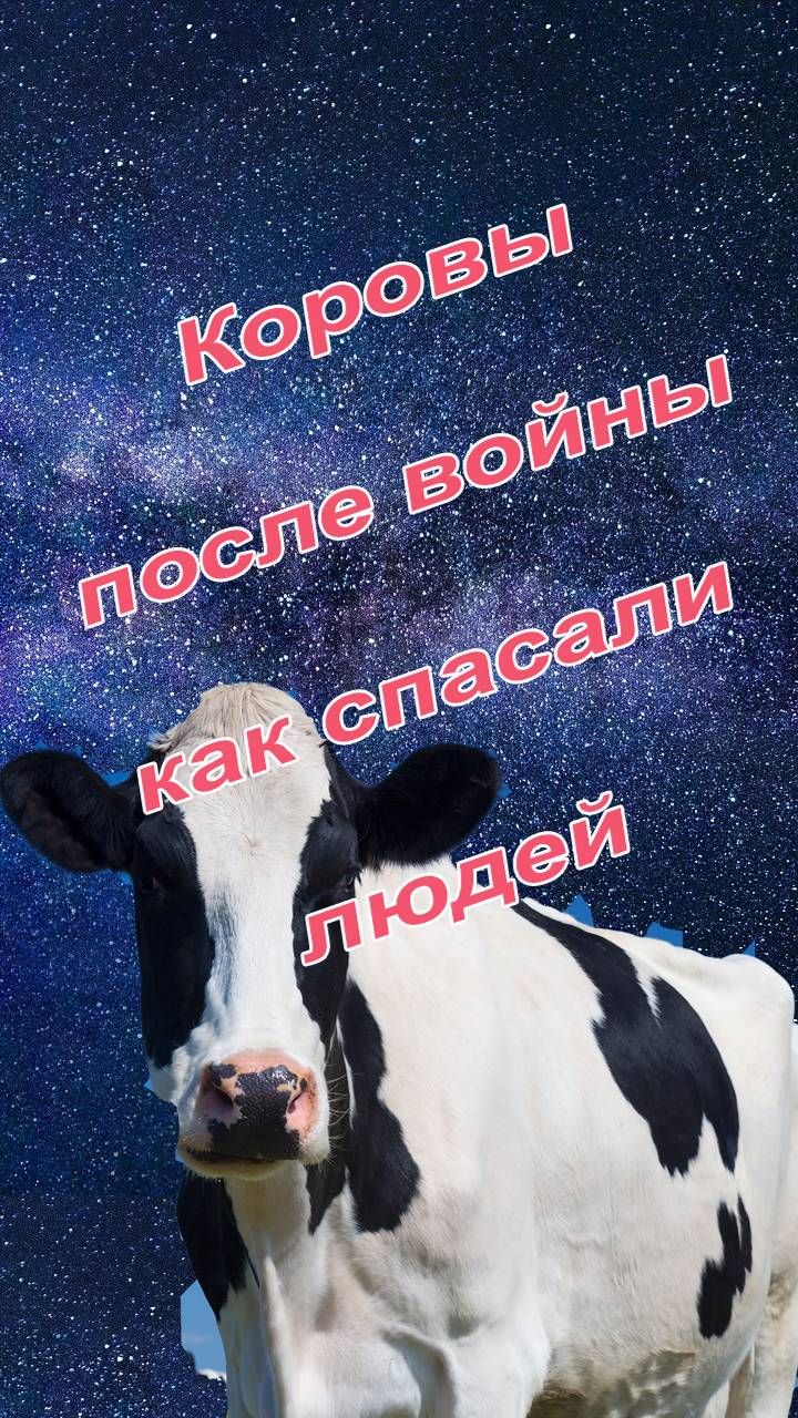 Как люди использовали коров после войны: почему корова считалась самым важным животным